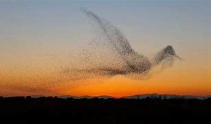 The Murmuration of Christ – South Fellowship Church